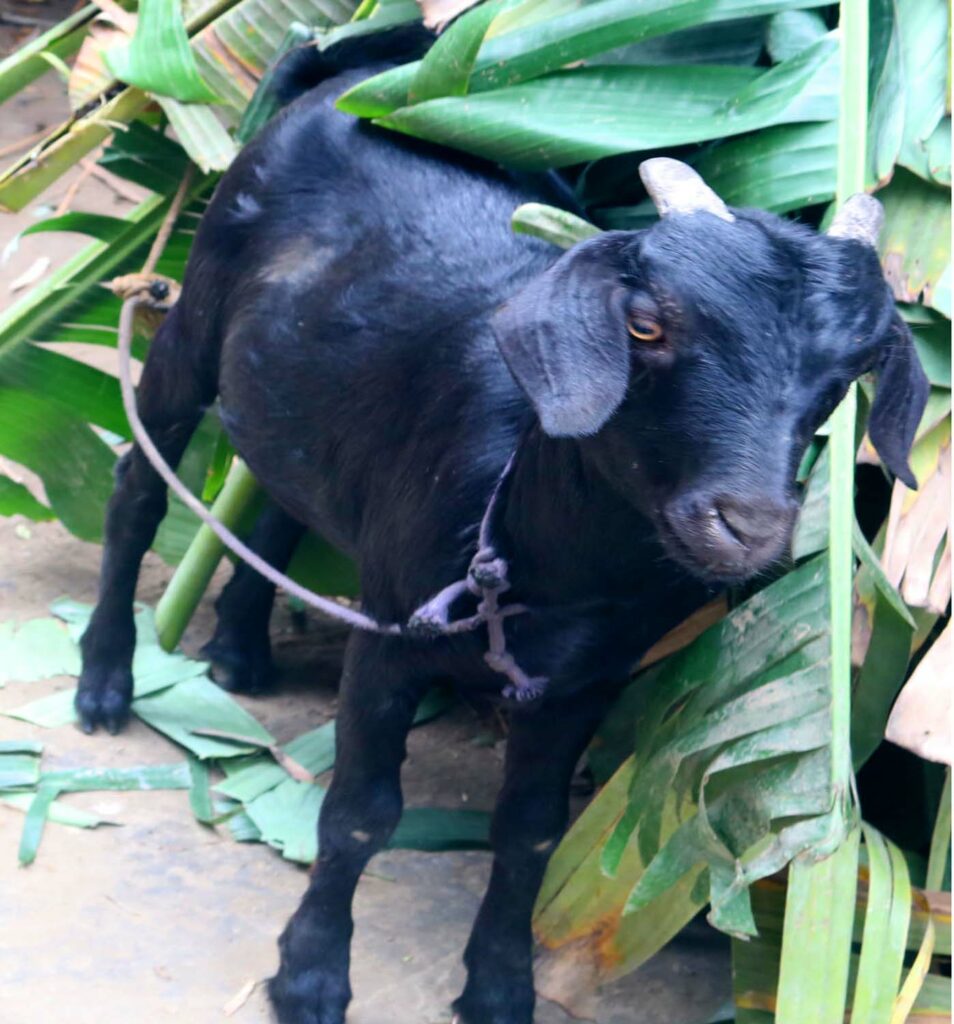 Goat Khasi photography in bangladesh - MasterBundles