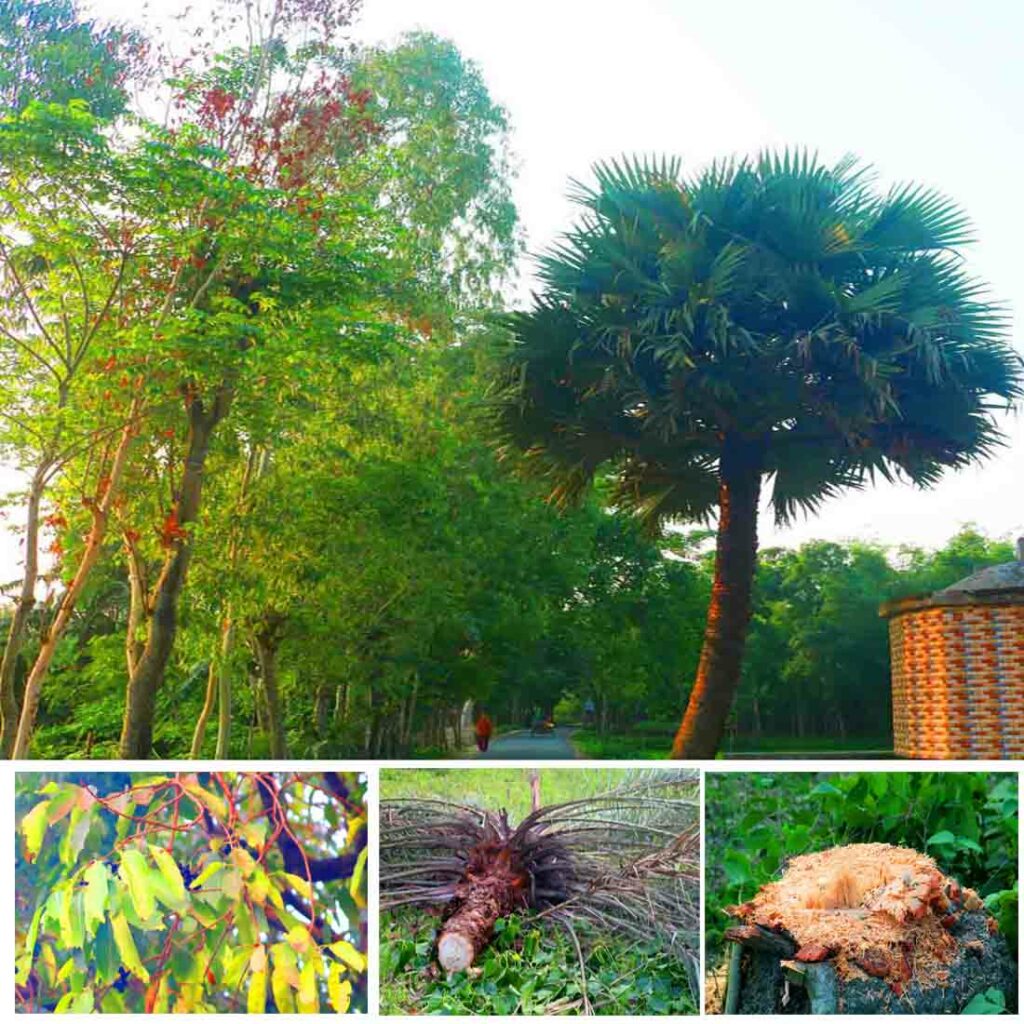 Natural Tree Background Photography in Bangladesh - MasterBundles