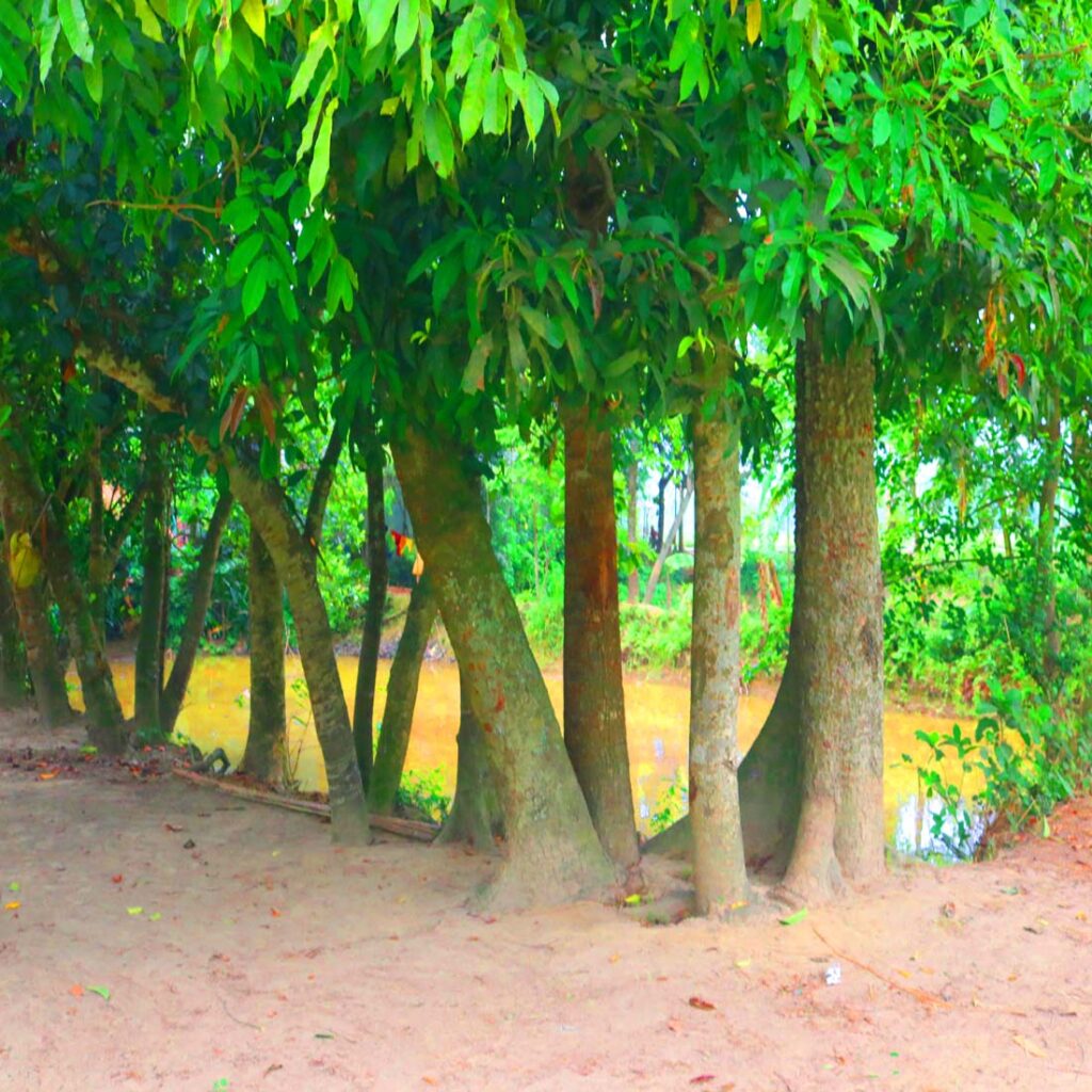 Natural Tree Background Photography in Bangladesh - MasterBundles