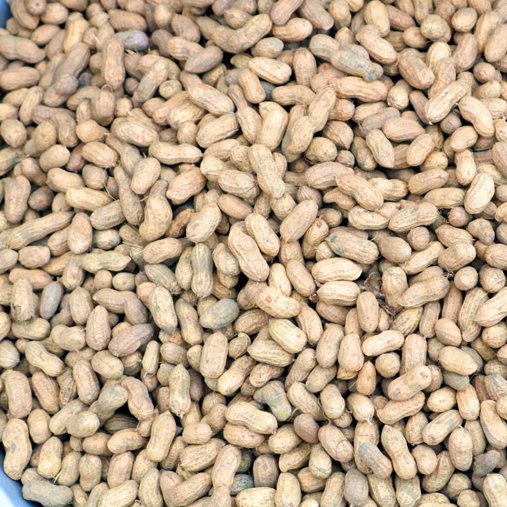 Vaja Peanut Photography in Bangladesh - MasterBundles