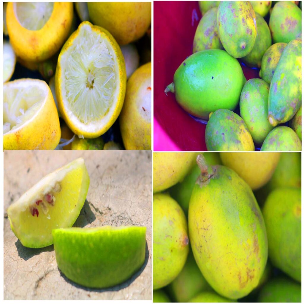 Nimbu Photography in Bangladesh - MasterBundles