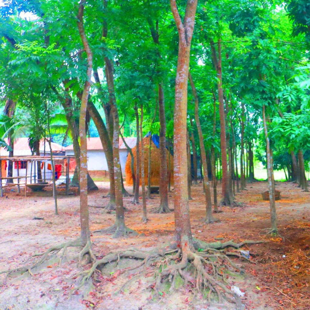 Ghar Tree village people & roads stock photos in Bangladesh - MasterBundles