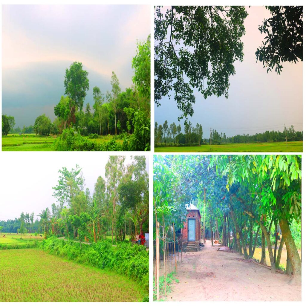 Natural Tree Background Photography in Bangladesh - MasterBundles