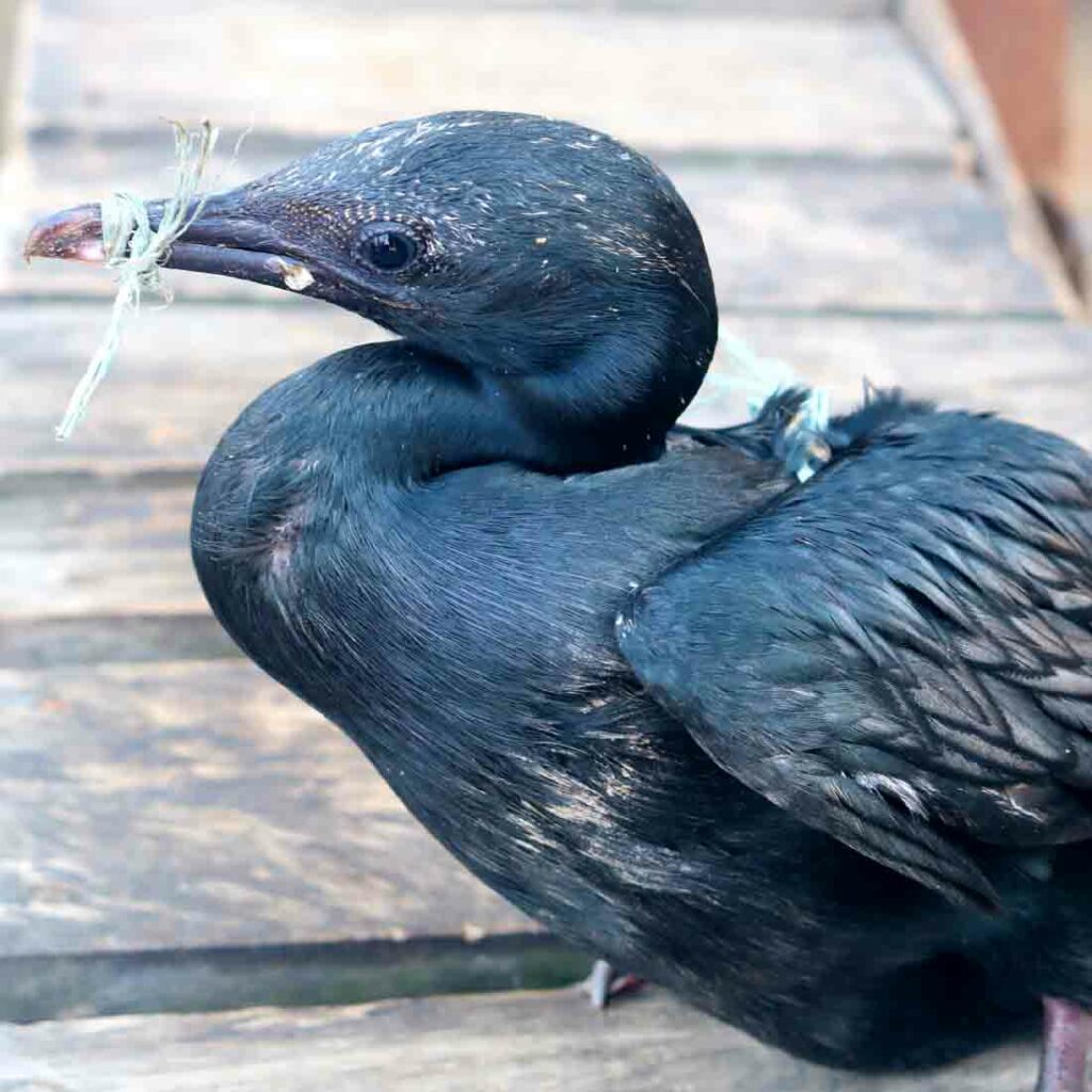 Pakhi Photography in Bangladesh – MasterBundles