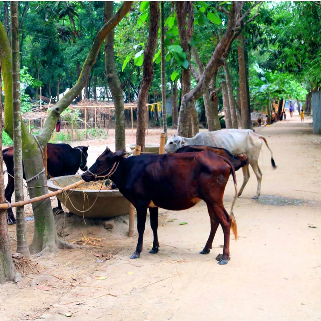 Goru Tree village Photography in Bangladesh - MasterBundles