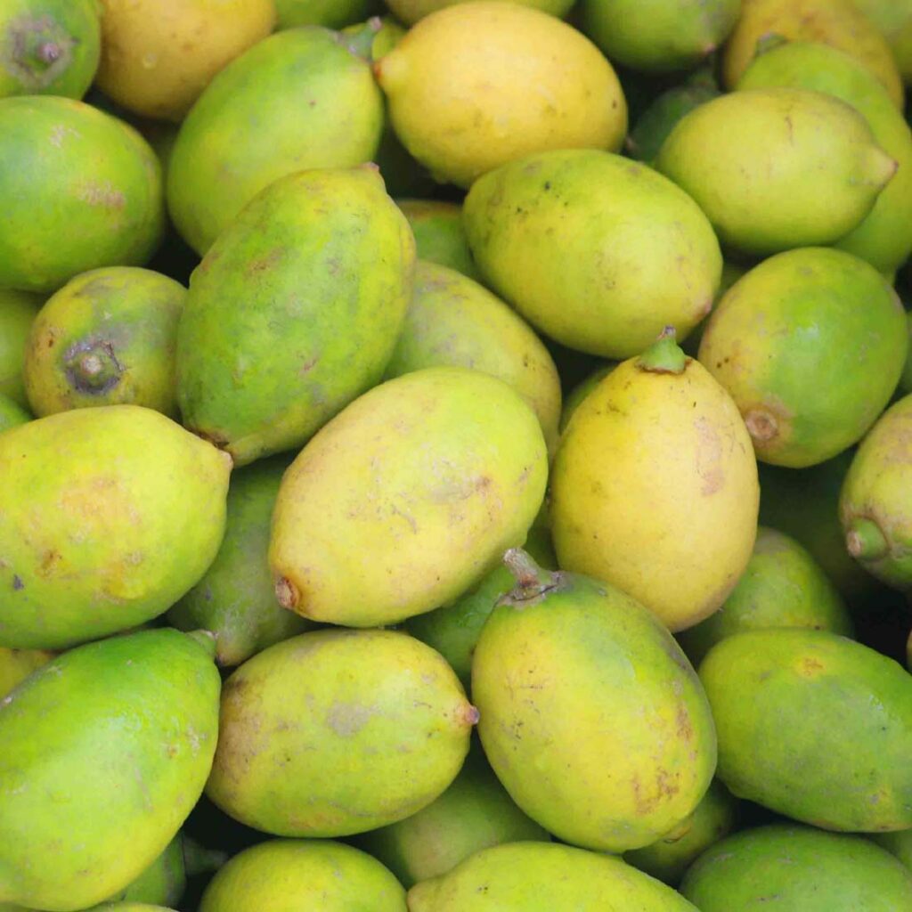 Nimbu Photography in Bangladesh - MasterBundles