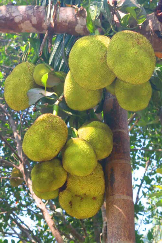 Kathal Photography in Bangladesh - MasterBundles