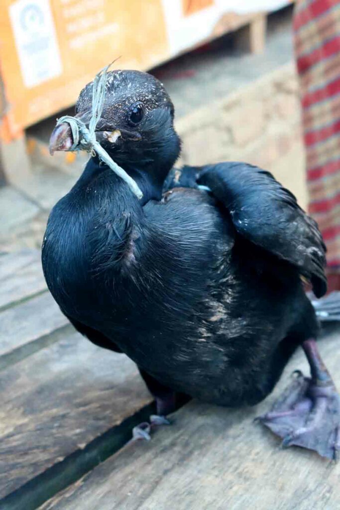 Pakhi Photography in Bangladesh – MasterBundles