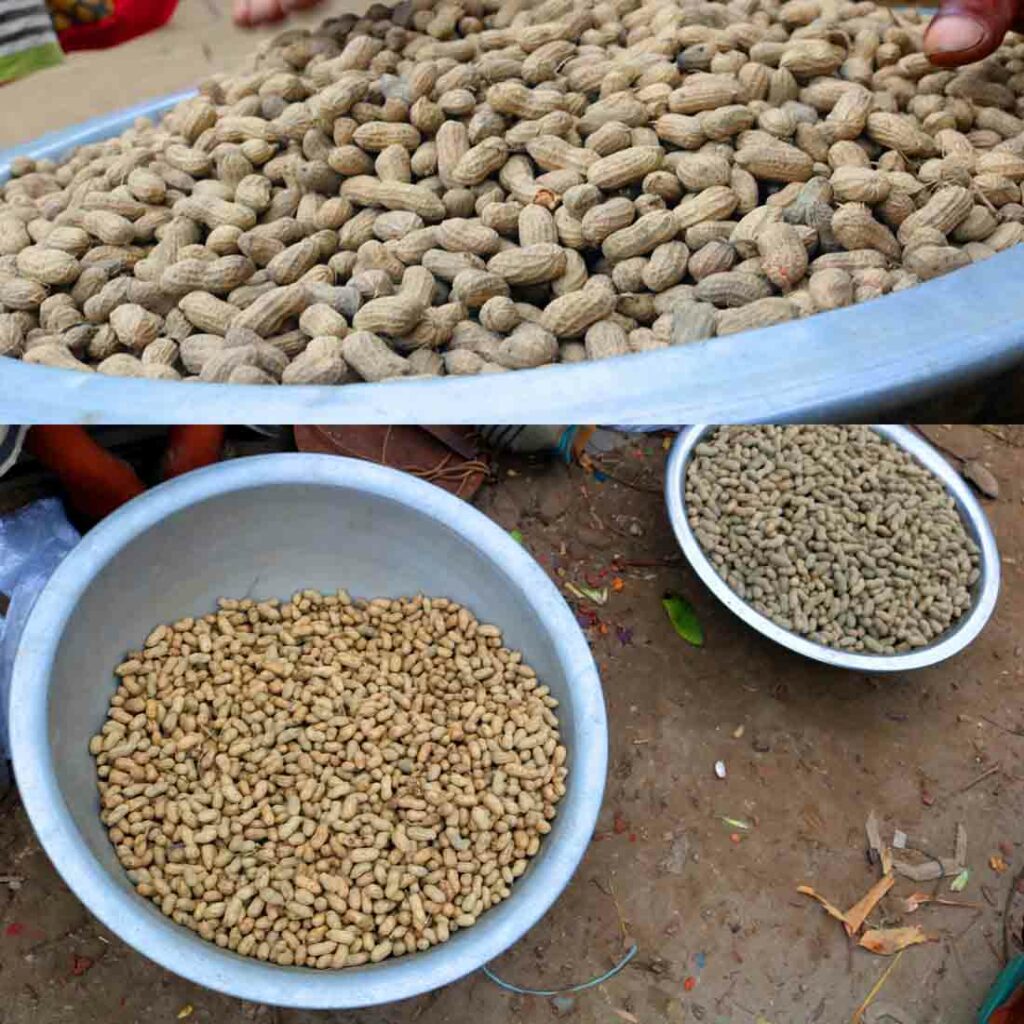 Vaja Peanut Photography in Bangladesh - MasterBundles