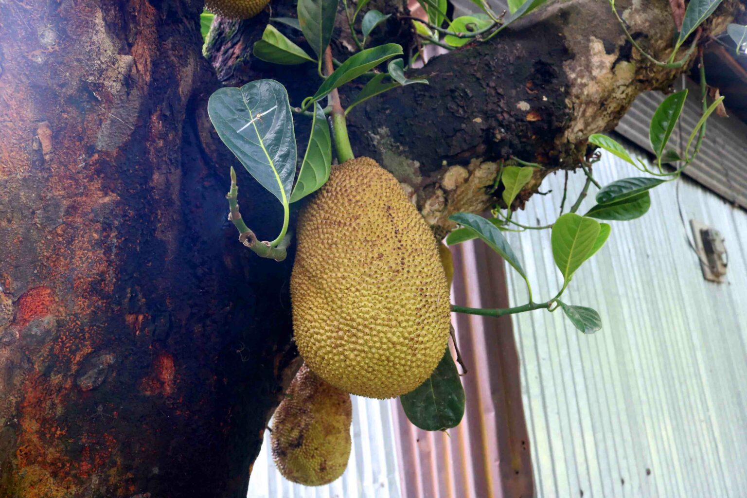 Kathal Photography in Bangladesh - MasterBundles