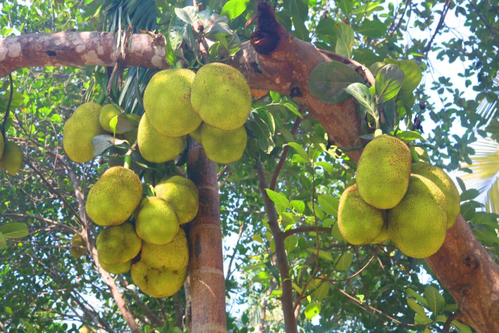 Kathal Photography in Bangladesh - MasterBundles