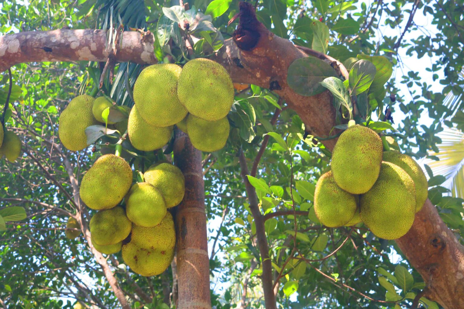 Kathal Photography in Bangladesh - MasterBundles