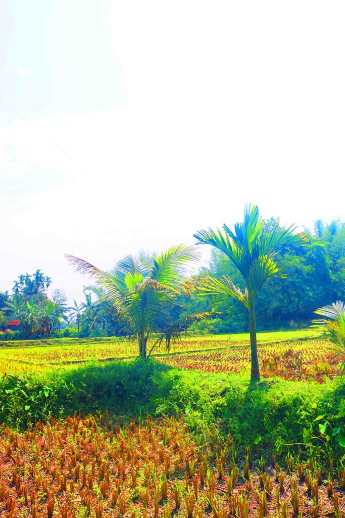 Dhaner Photography in Bangladesh - MasterBundles