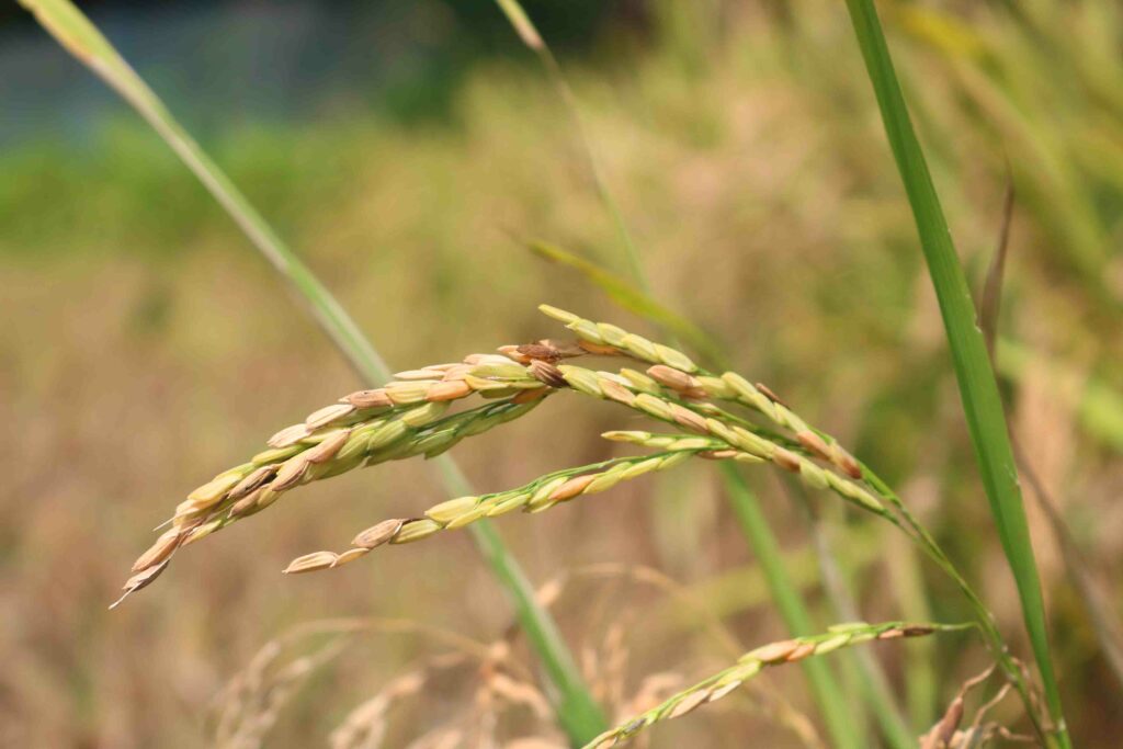 Dhaner Photography in Bangladesh - MasterBundles