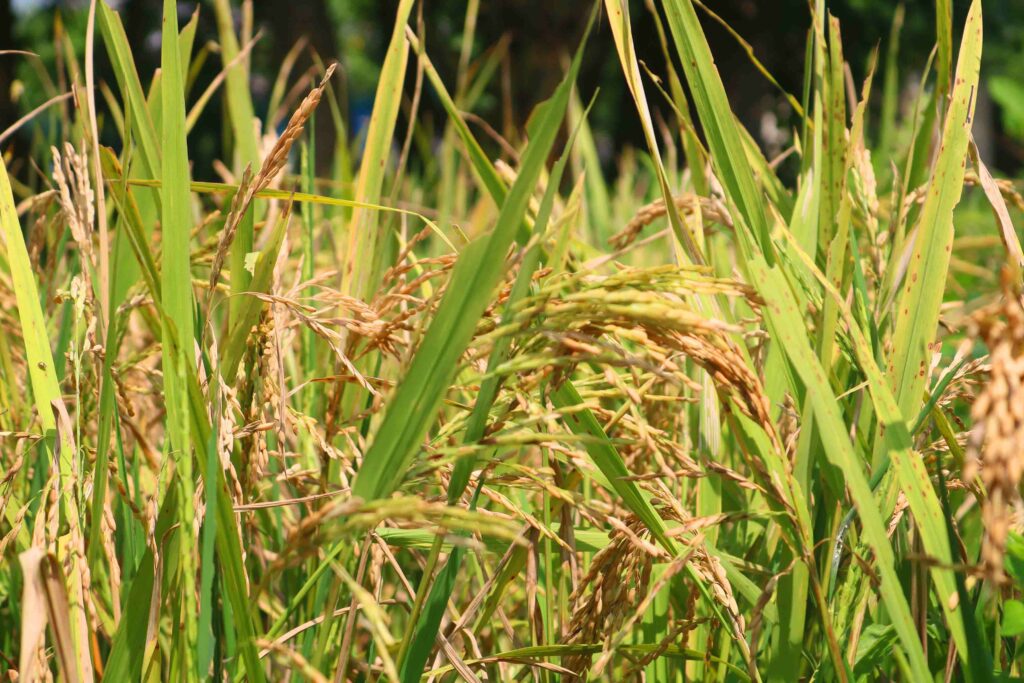 Dhaner Photography in Bangladesh - MasterBundles