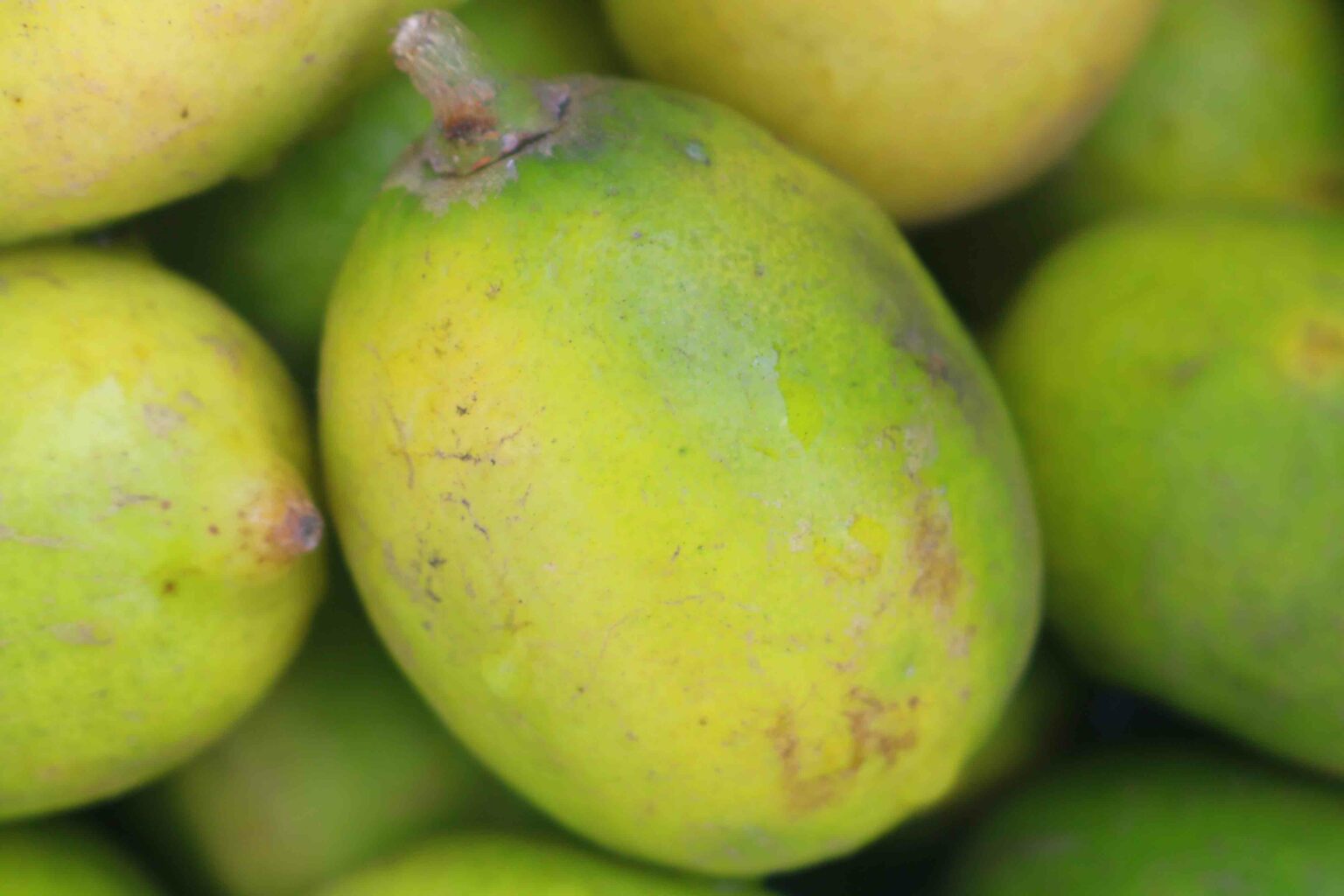 Nimbu Photography in Bangladesh - MasterBundles