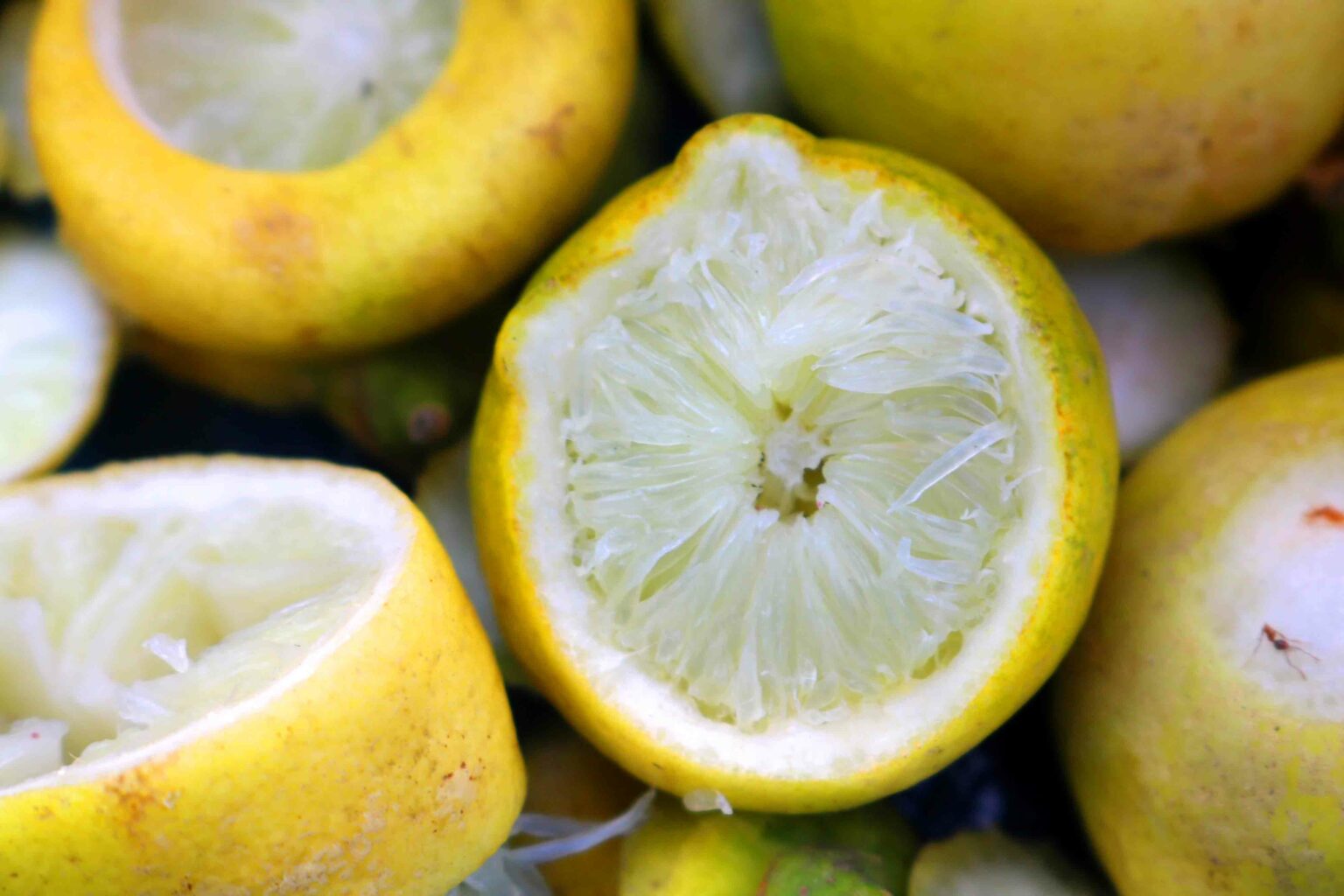 Nimbu Photography in Bangladesh - MasterBundles