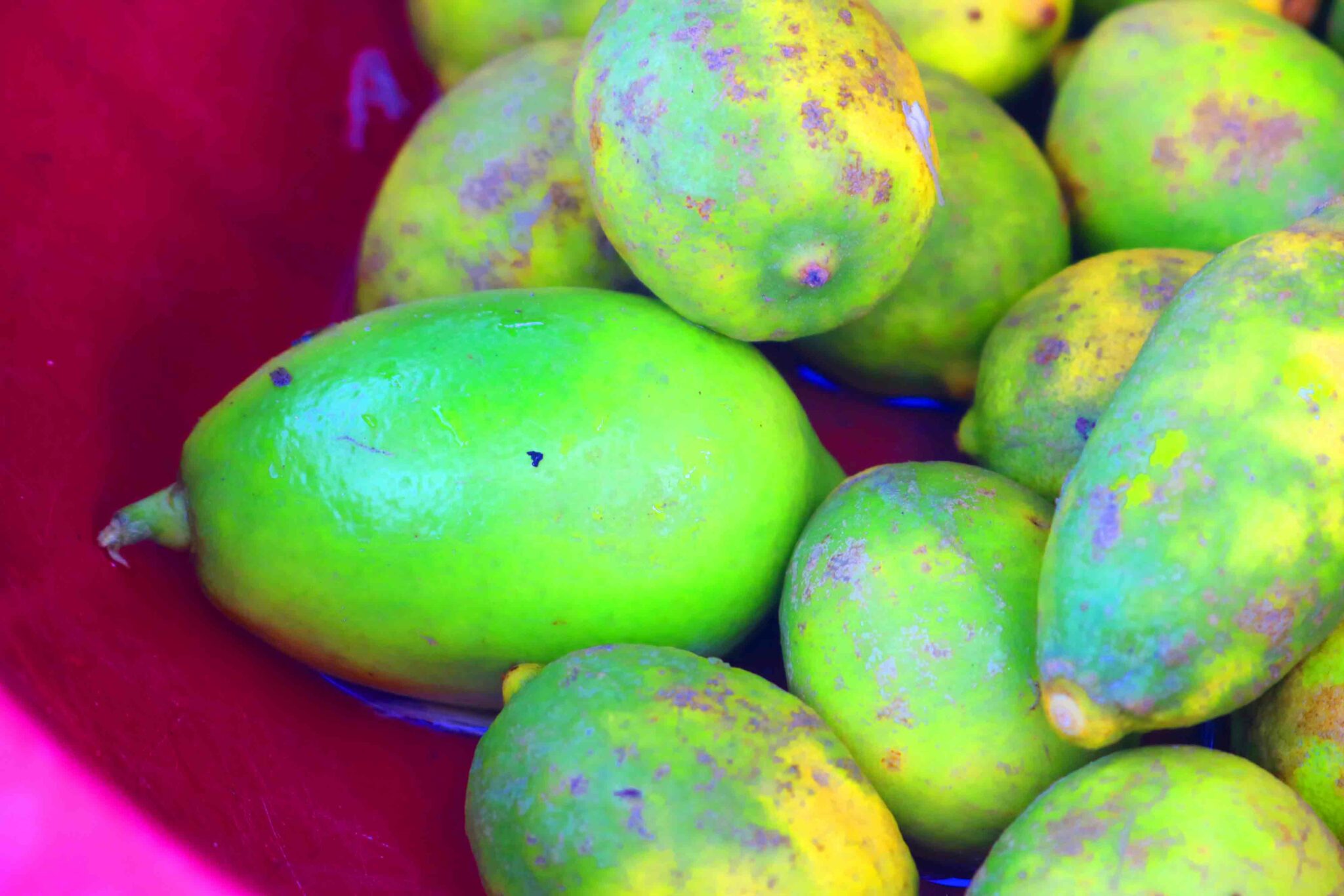 Nimbu Photography in Bangladesh - MasterBundles