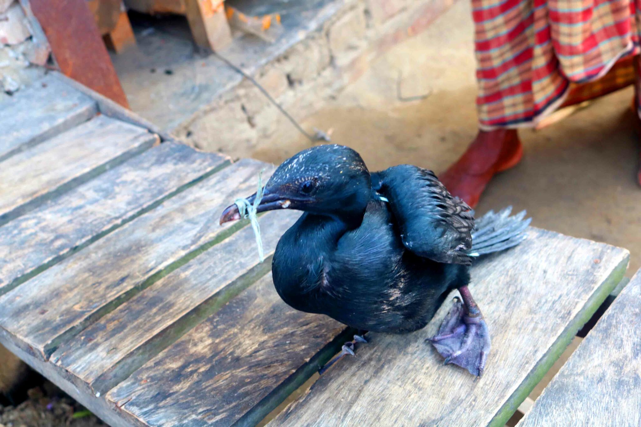 Pakhi Photography in Bangladesh – MasterBundles