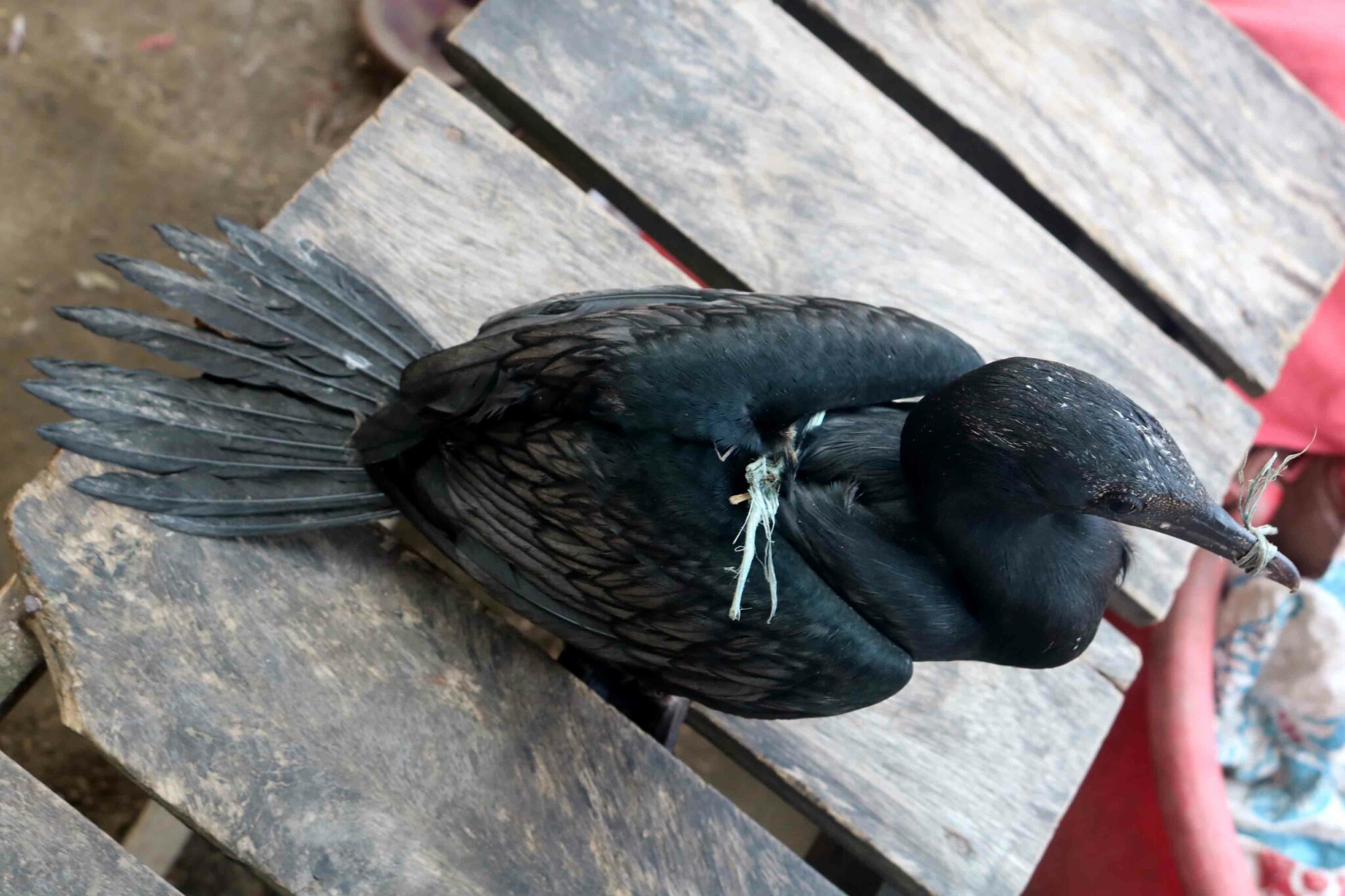 Pakhi Photography in Bangladesh – MasterBundles