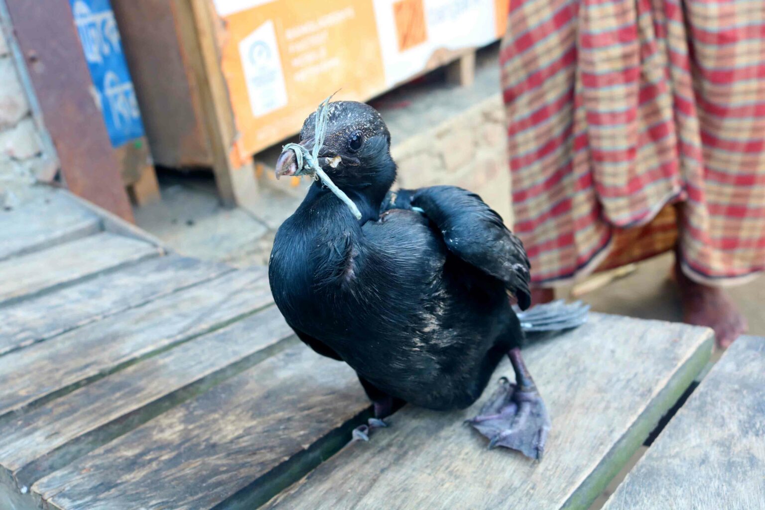 Pakhi Photography in Bangladesh – MasterBundles