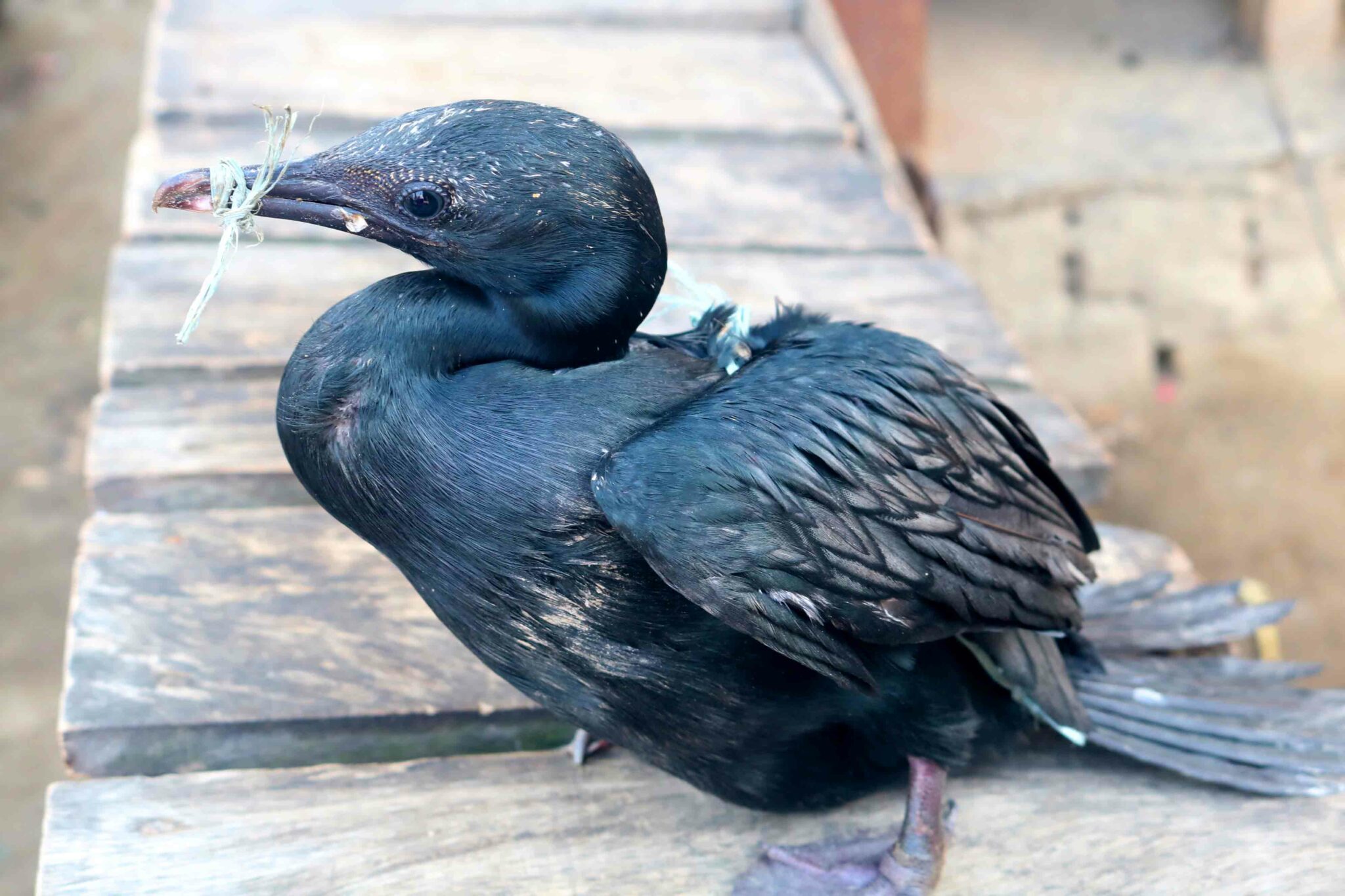 Pakhi Photography in Bangladesh – MasterBundles