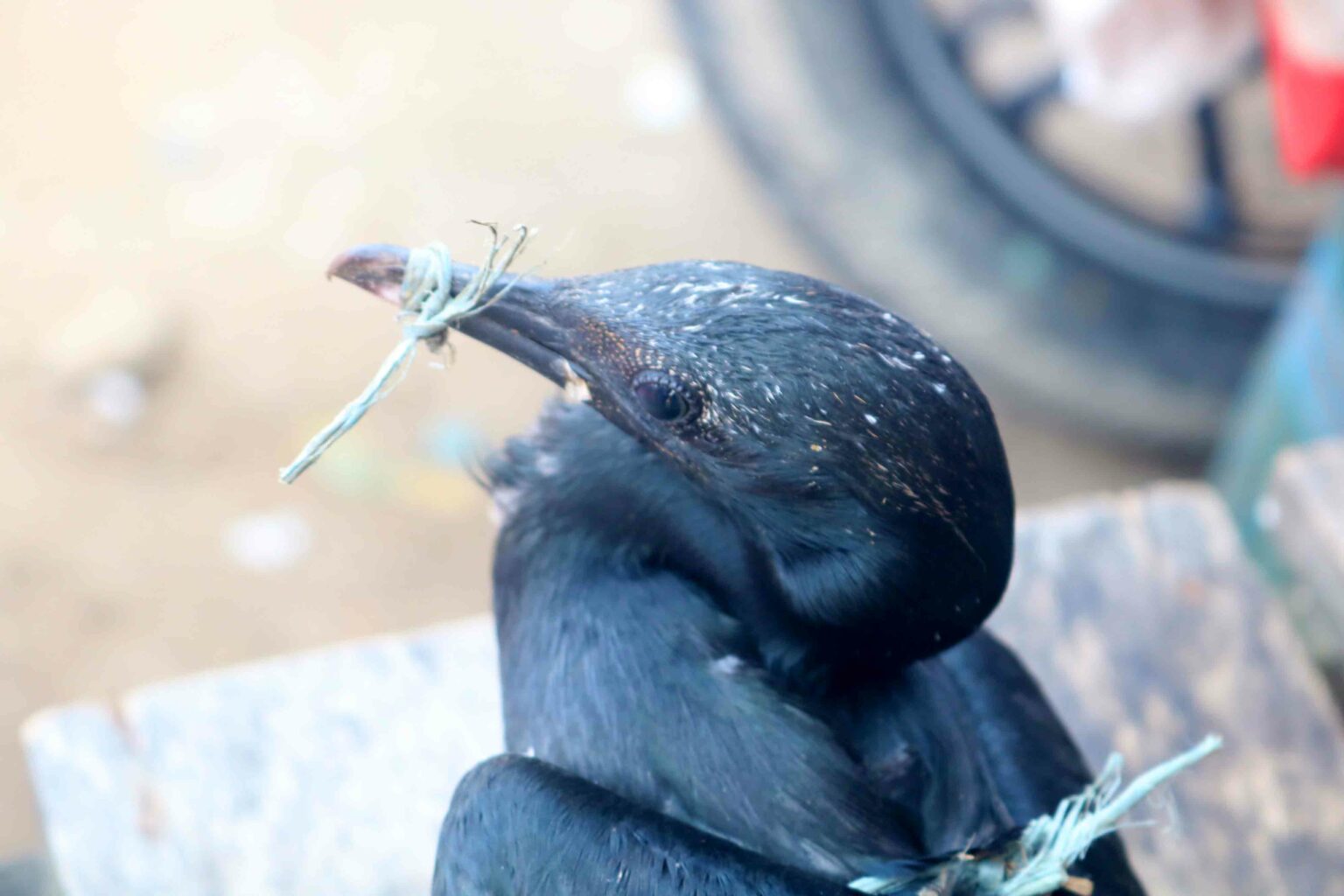 Pakhi Photography in Bangladesh – MasterBundles