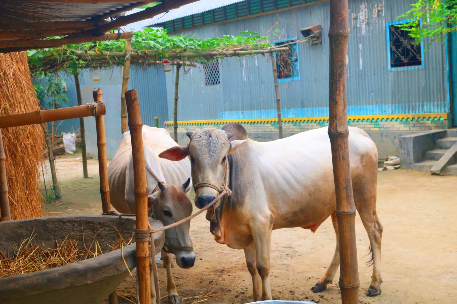 Goru Tree village Photography in Bangladesh - MasterBundles