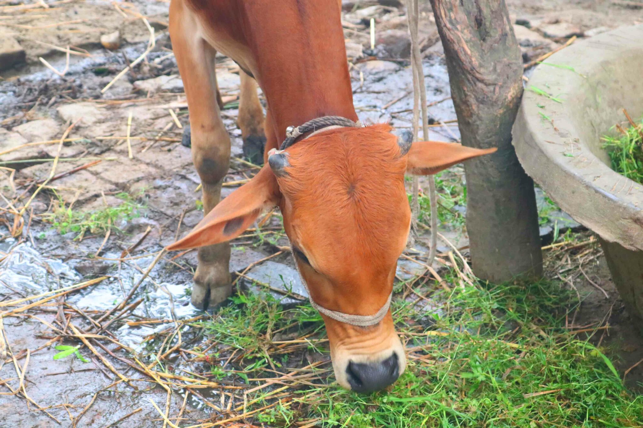 Goru Tree village Photography in Bangladesh - MasterBundles