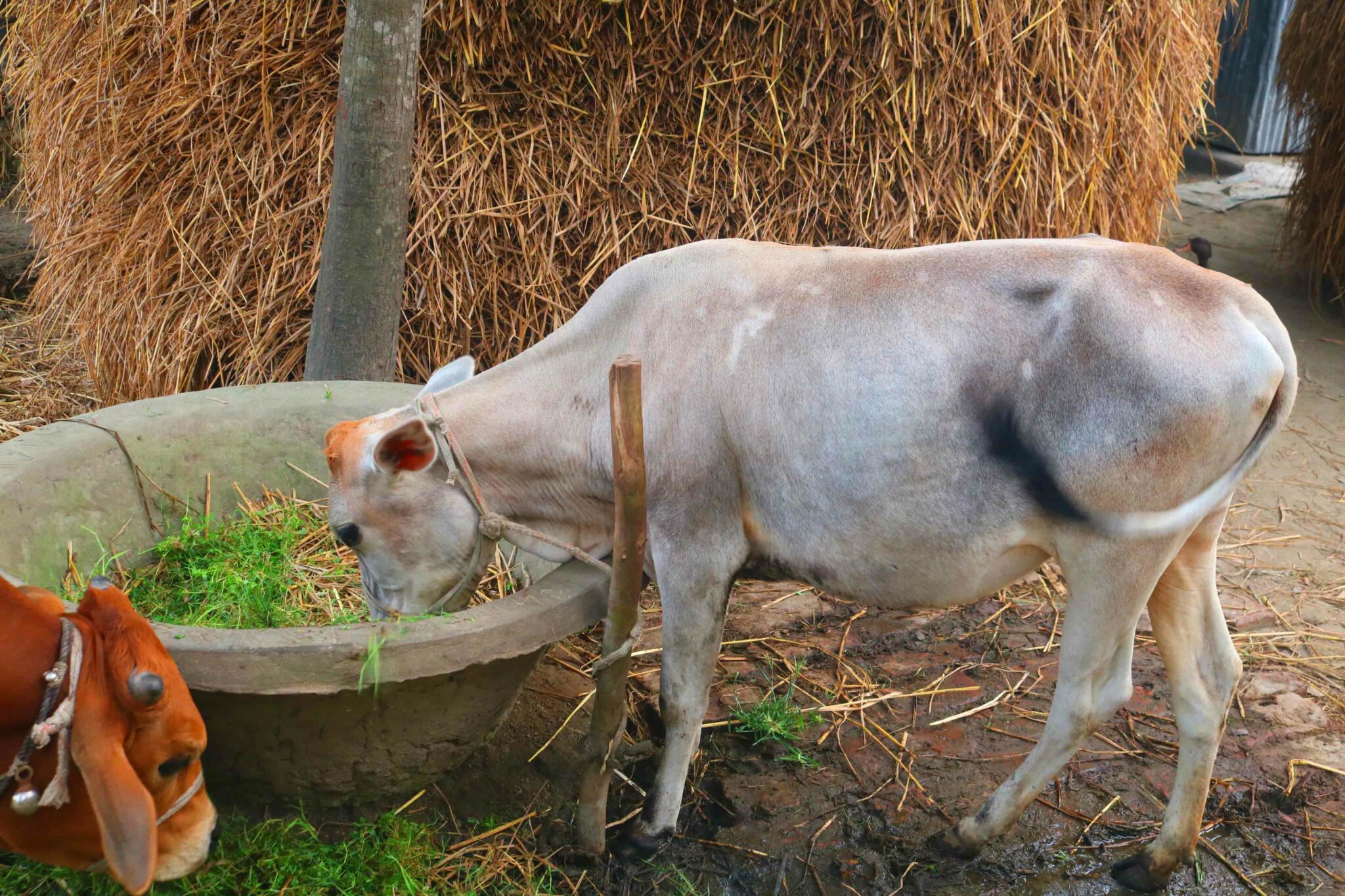Goru Tree village Photography in Bangladesh - MasterBundles