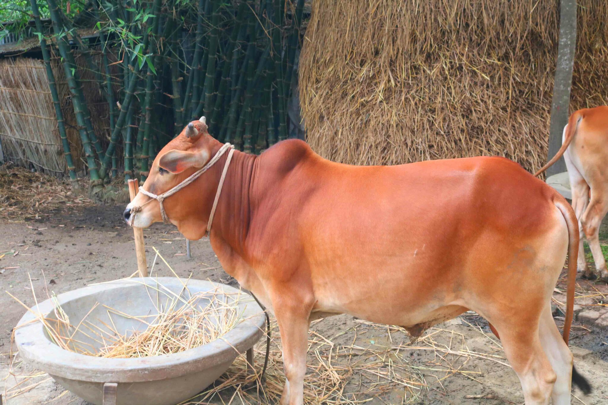 Goru Tree village Photography in Bangladesh - MasterBundles