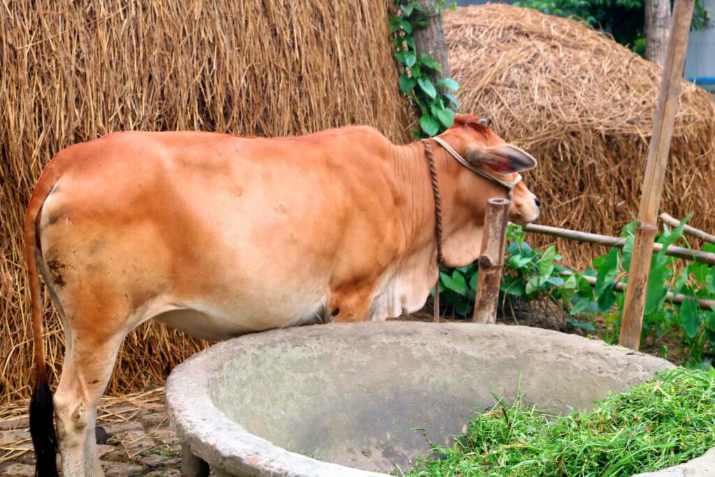 Goru Tree village Photography in Bangladesh - MasterBundles