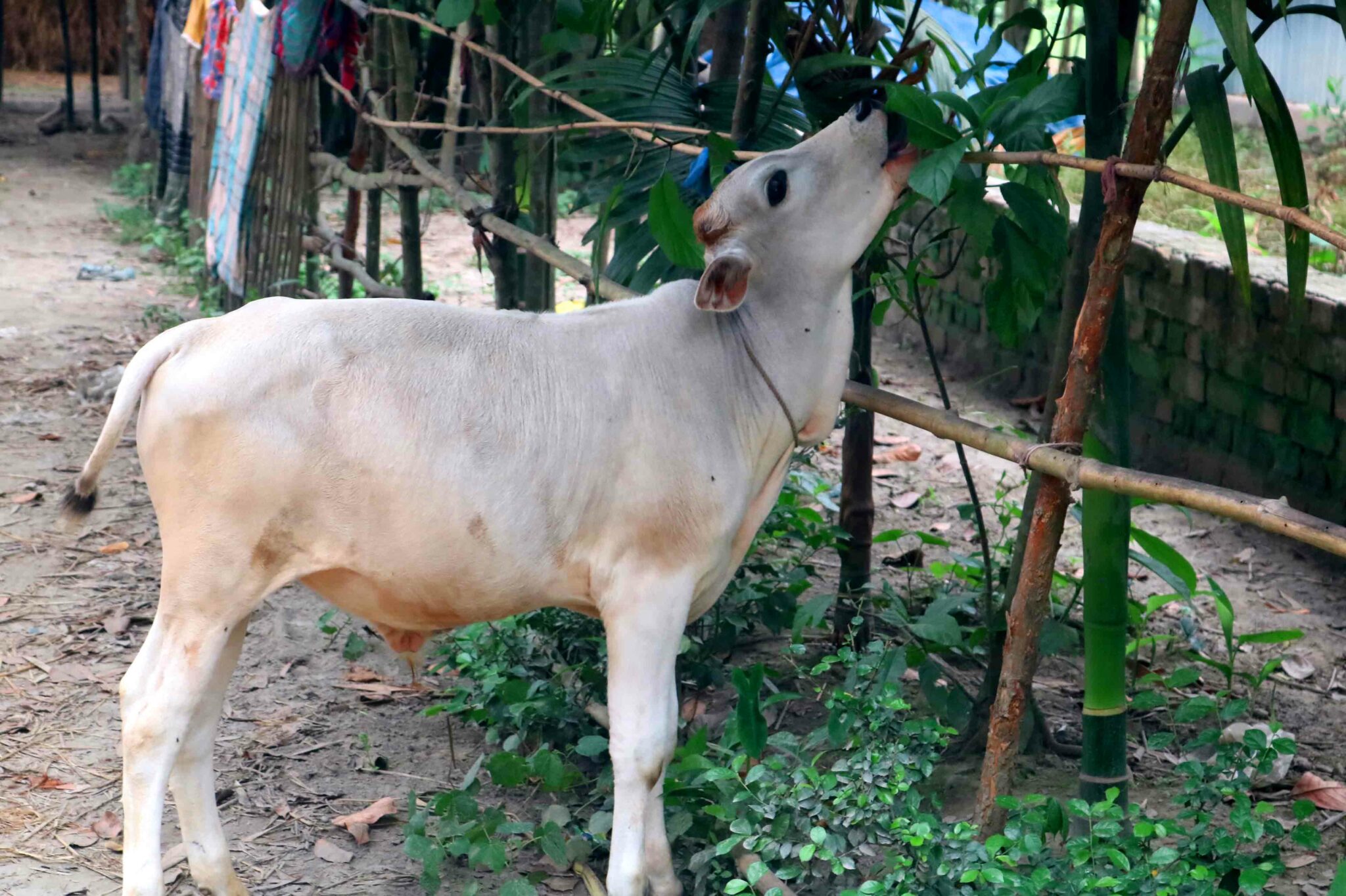 Goru Tree village Photography in Bangladesh - MasterBundles