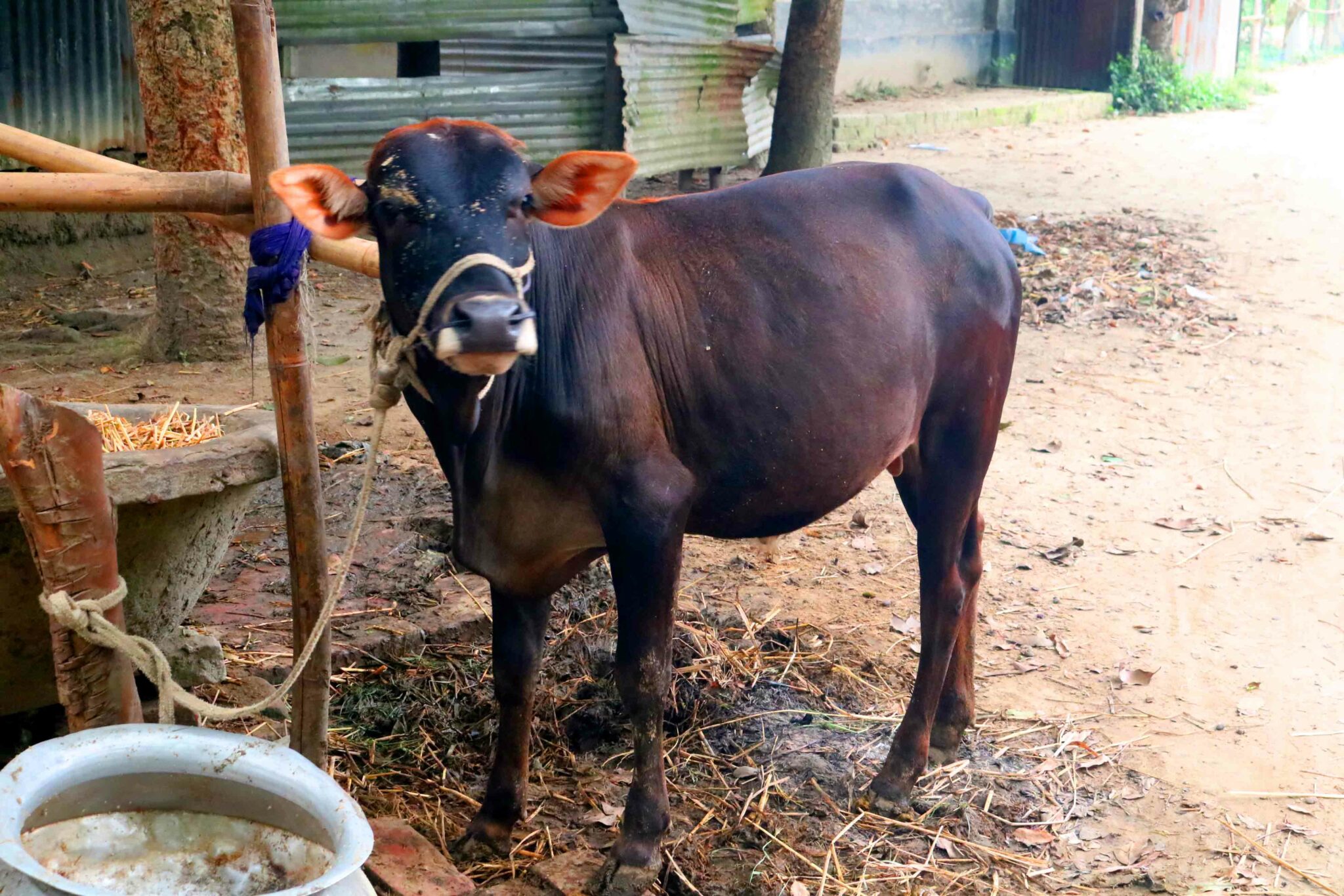 Goru Tree village Photography in Bangladesh - MasterBundles