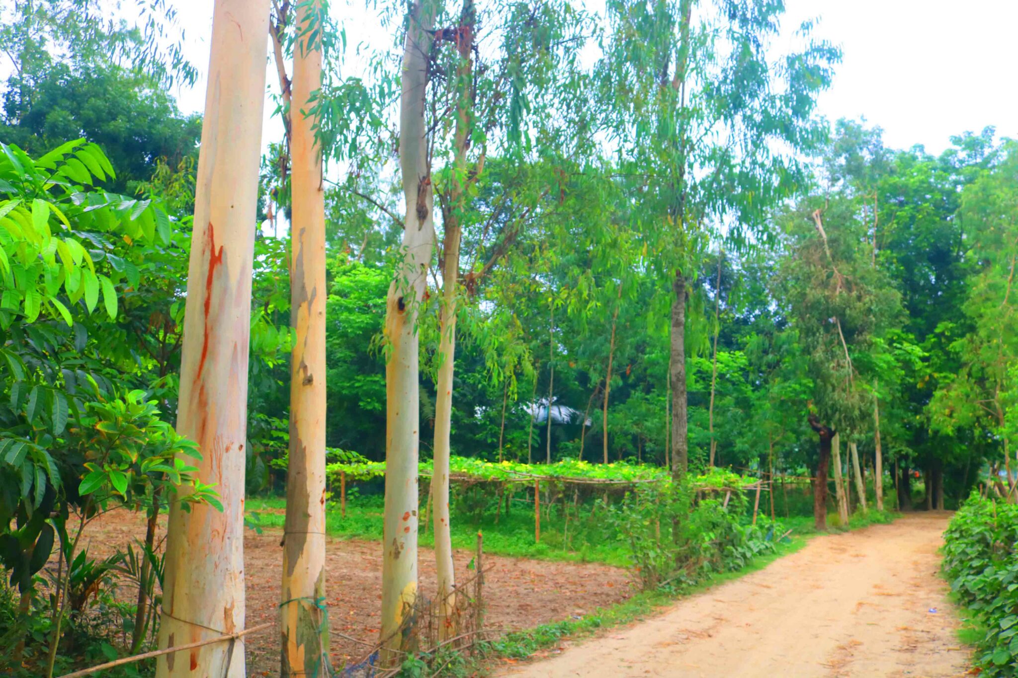 Natural Tree Background Photography in Bangladesh - MasterBundles