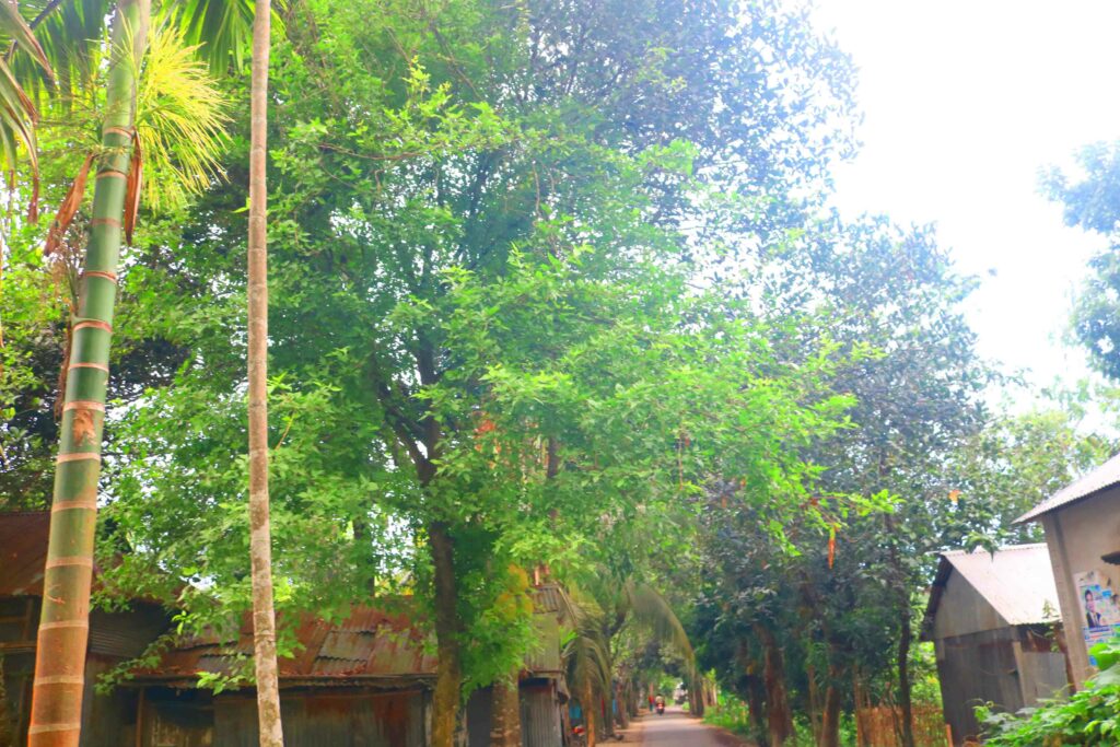 Ghar Tree village people & roads stock photos in Bangladesh - MasterBundles