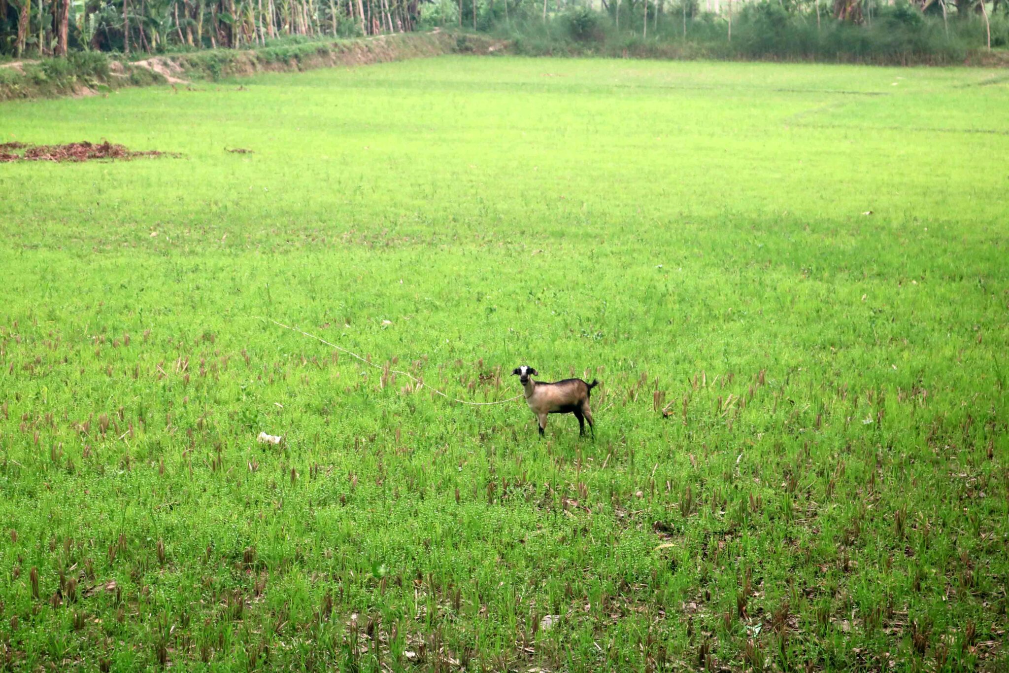 Goru Tree village Photography in Bangladesh - MasterBundles