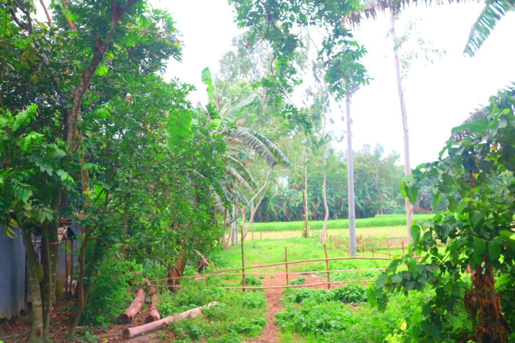 Ghar Tree village people & roads stock photos in Bangladesh - MasterBundles