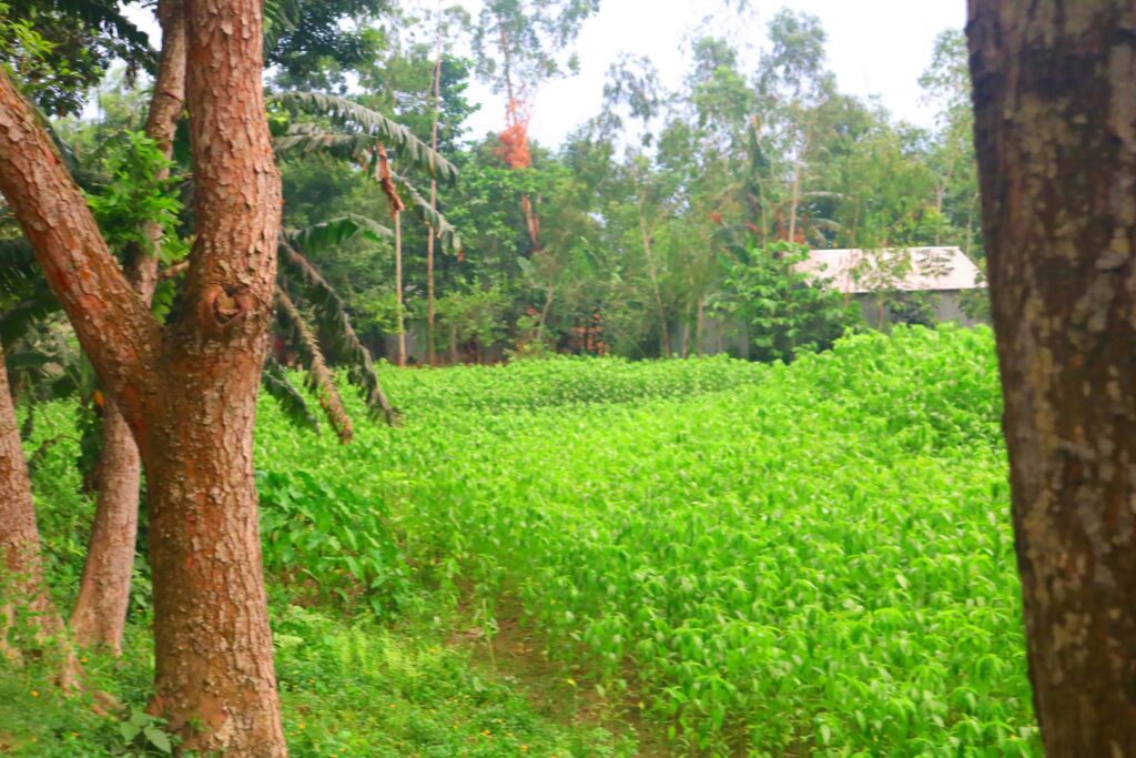 Ghar Tree village people & roads stock photos in Bangladesh - MasterBundles