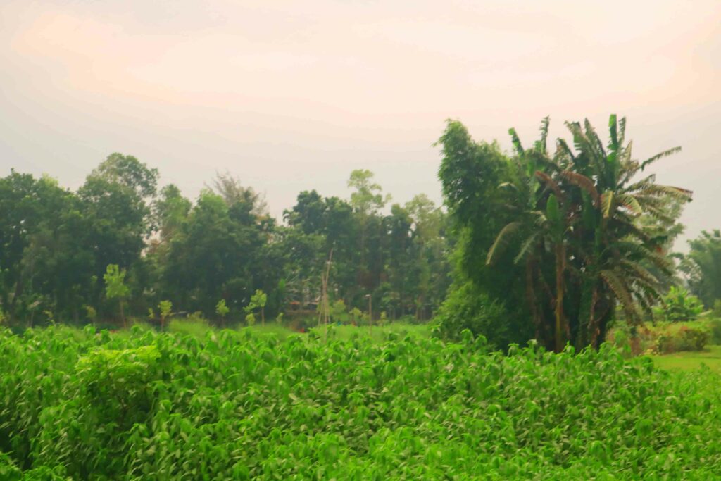 Ghar Tree village people & roads stock photos in Bangladesh - MasterBundles