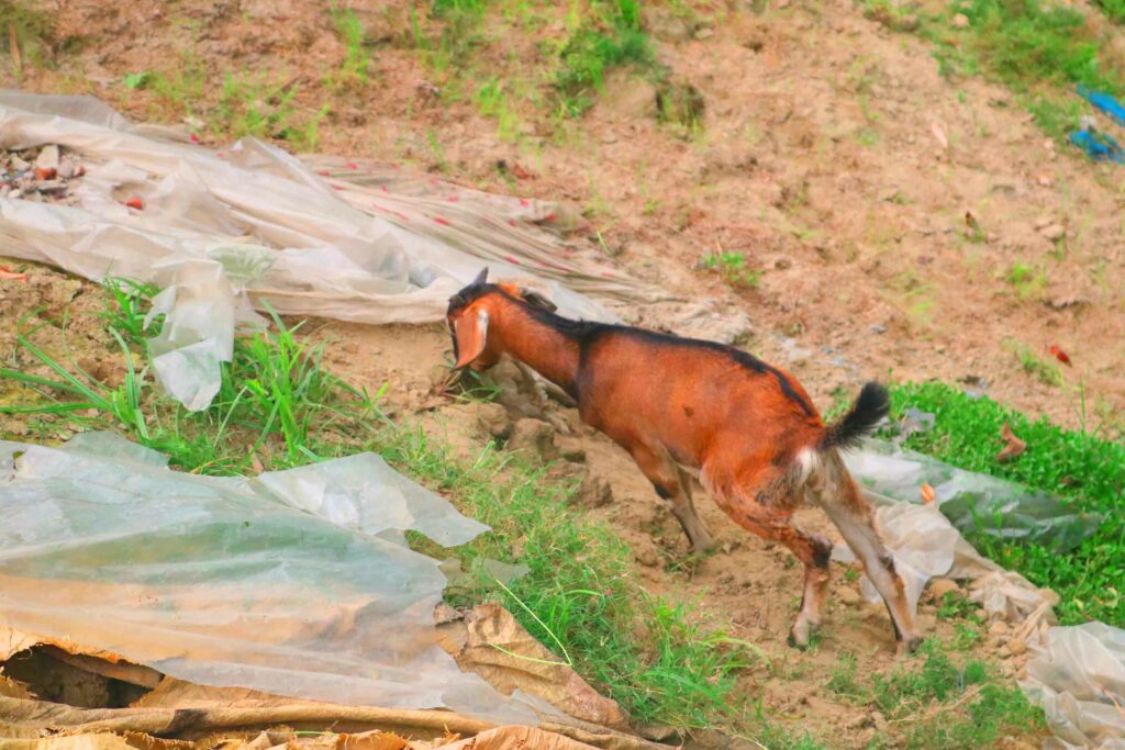 Goru Tree village Photography in Bangladesh - MasterBundles
