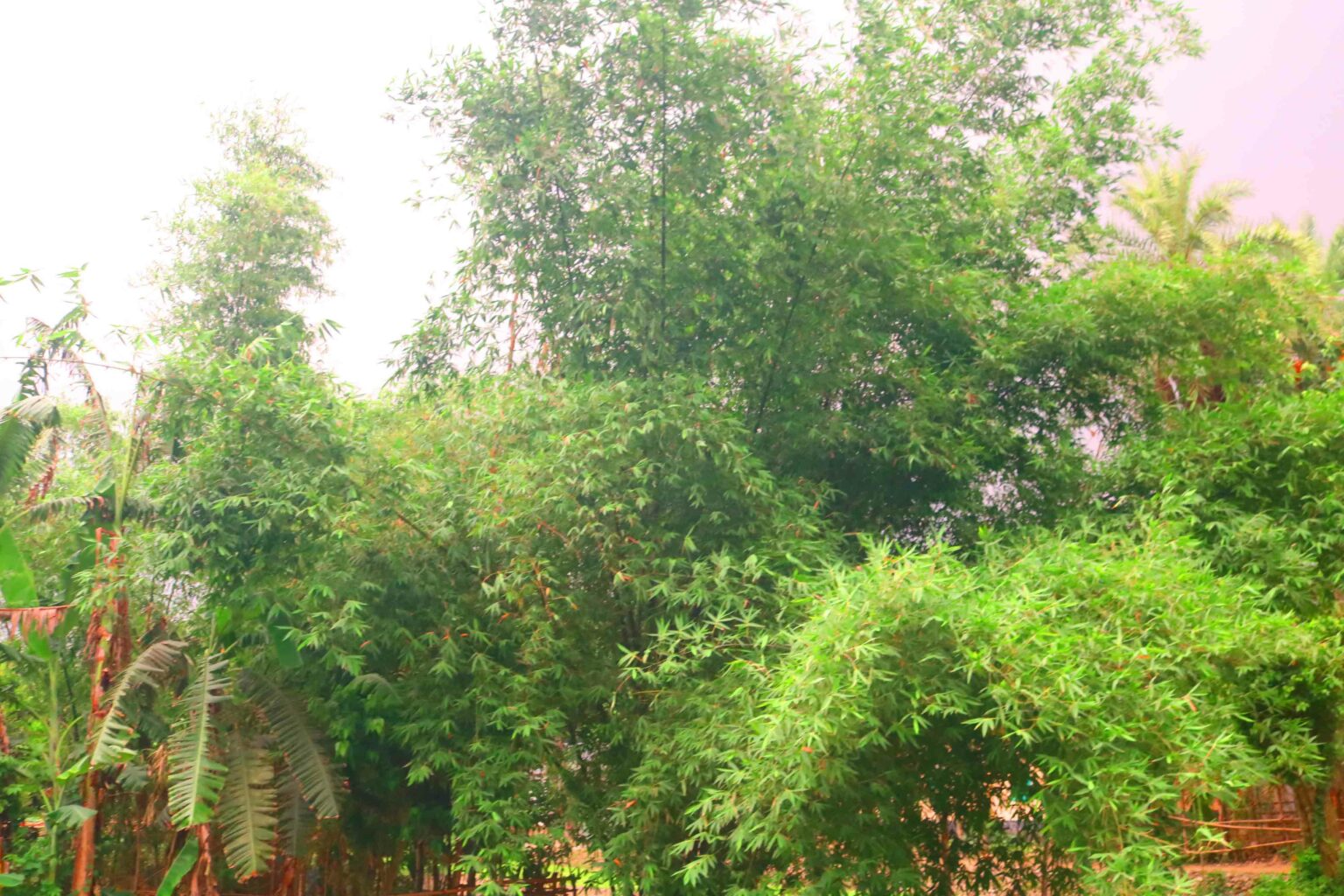 Ghar Tree village people & roads stock photos in Bangladesh - MasterBundles