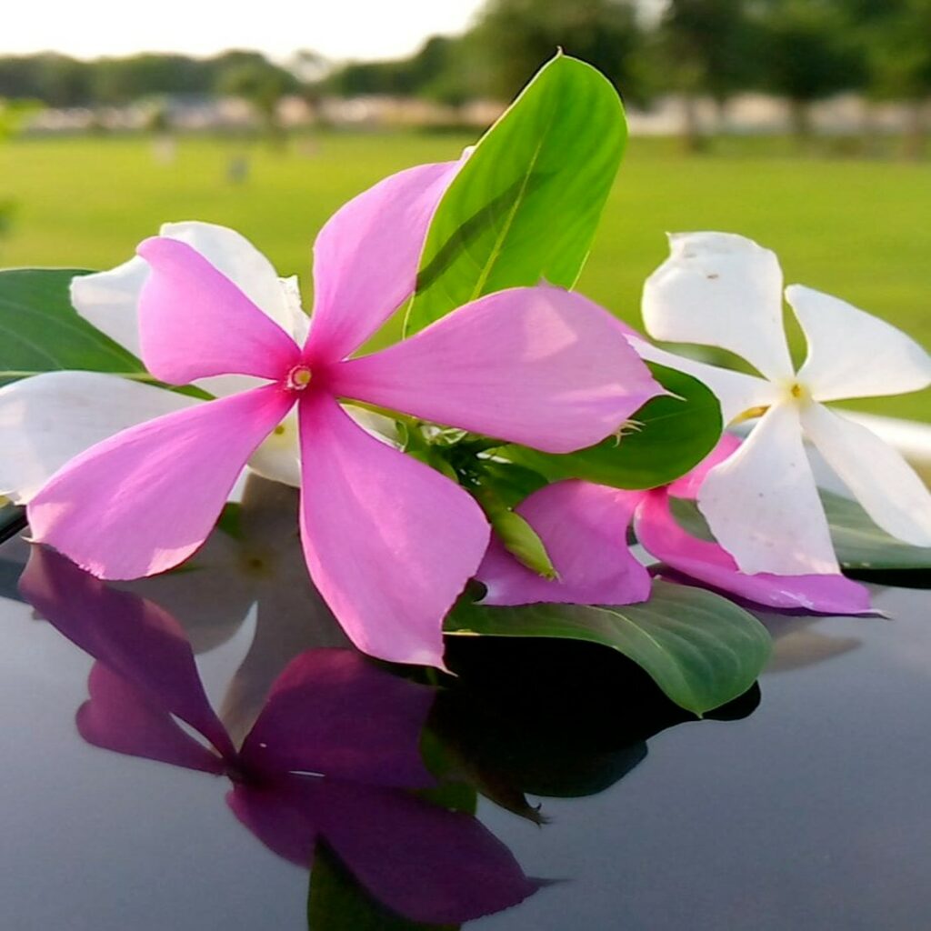 Natural Flowers Photography for Background - MasterBundles