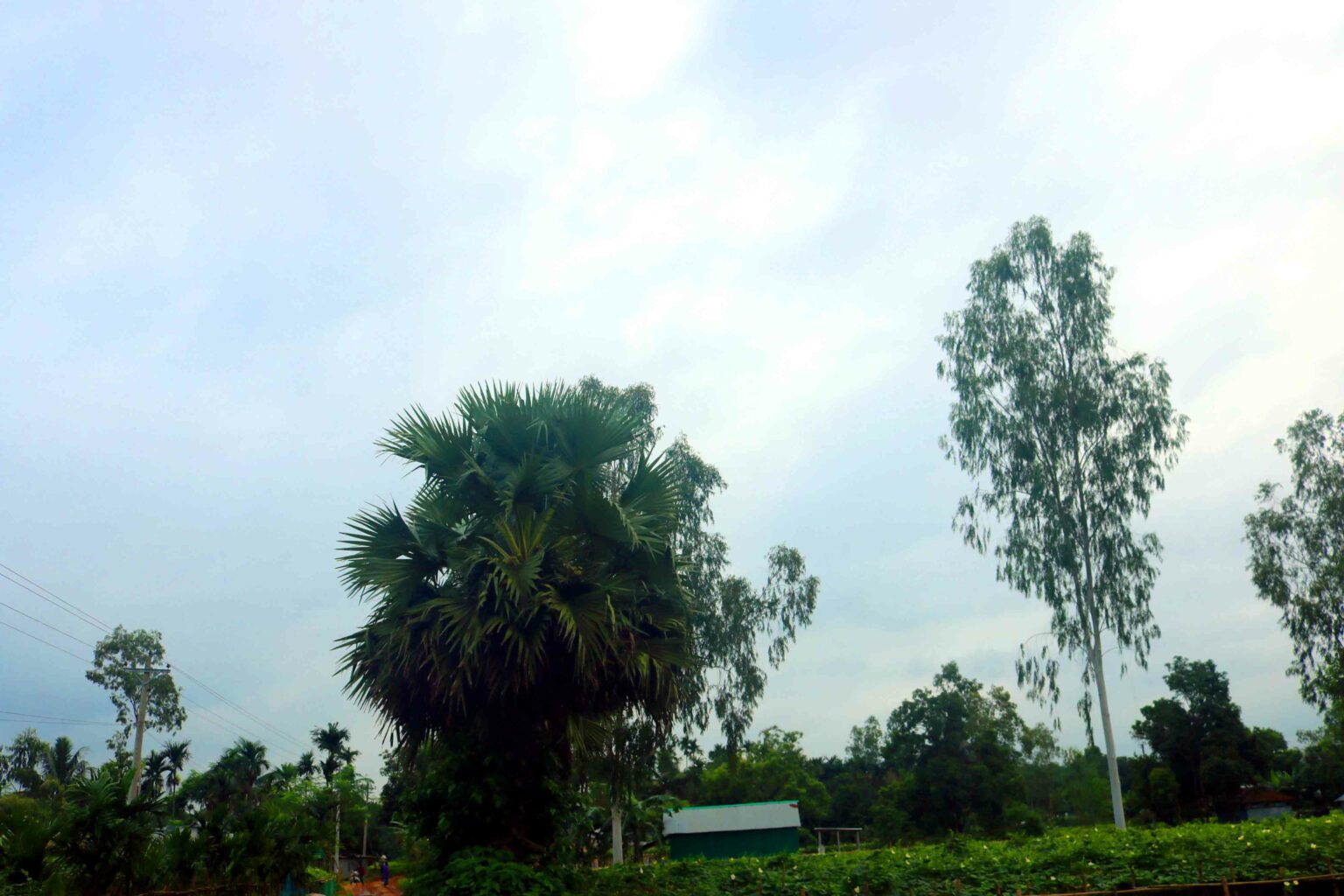 Ghar Tree village people & roads stock photos in Bangladesh - MasterBundles