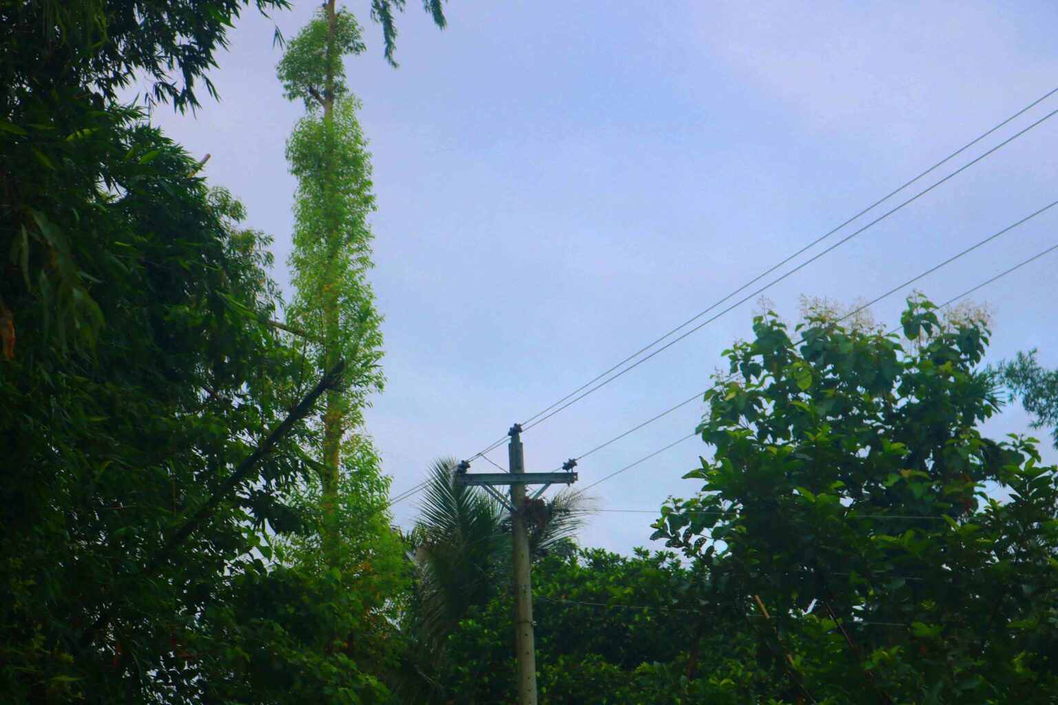 Ghar Tree village people & roads stock photos in Bangladesh – MasterBundles