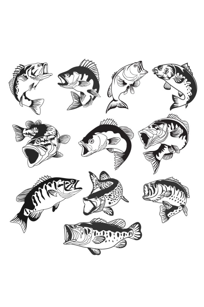 Bass fish vector illustration - MasterBundles