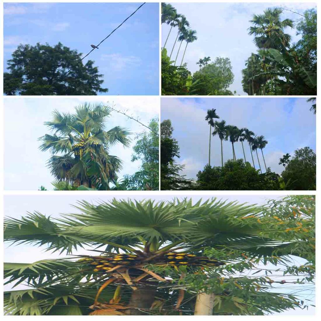 Tree Ghar village people & roads stock photos in Bangladesh - MasterBundles