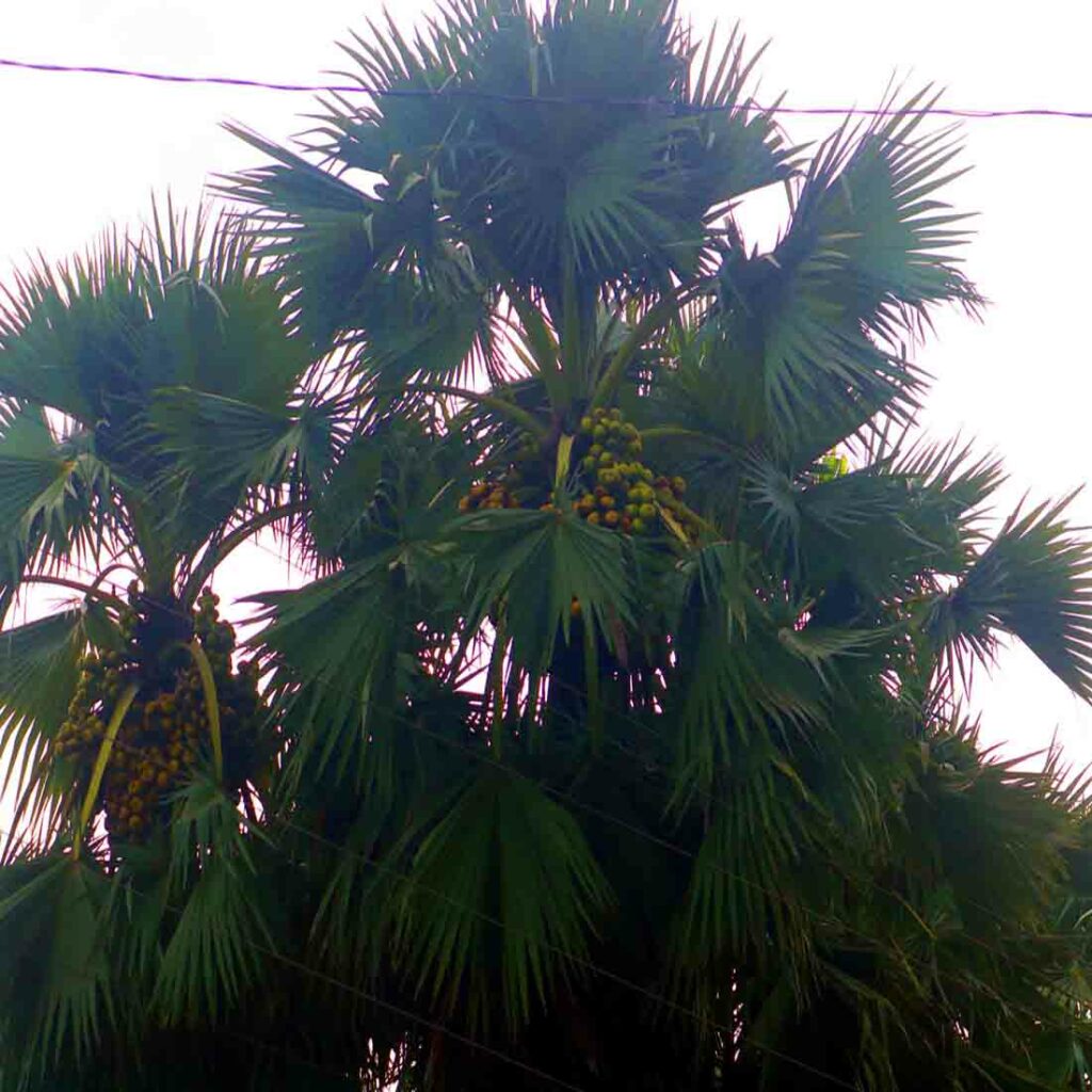 Tree Ghar village people & roads stock photos in Bangladesh - MasterBundles