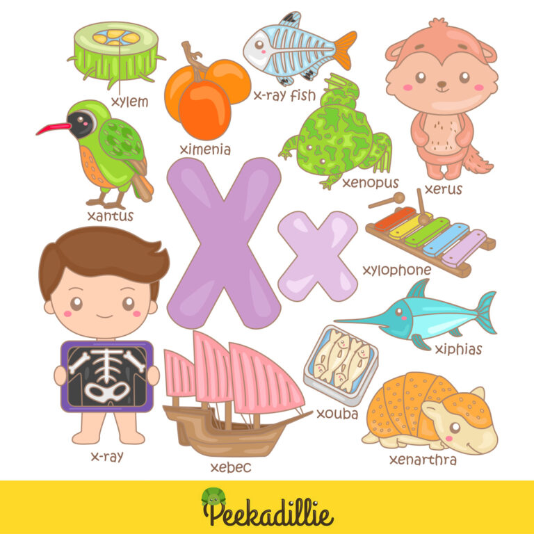 Alphabet X For Vocabulary School Letter Reading Writing Font Study ...