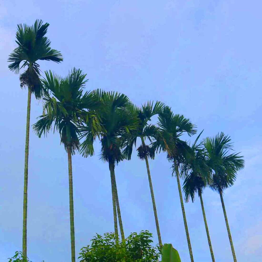 Tree Ghar village people & roads stock photos in Bangladesh - MasterBundles